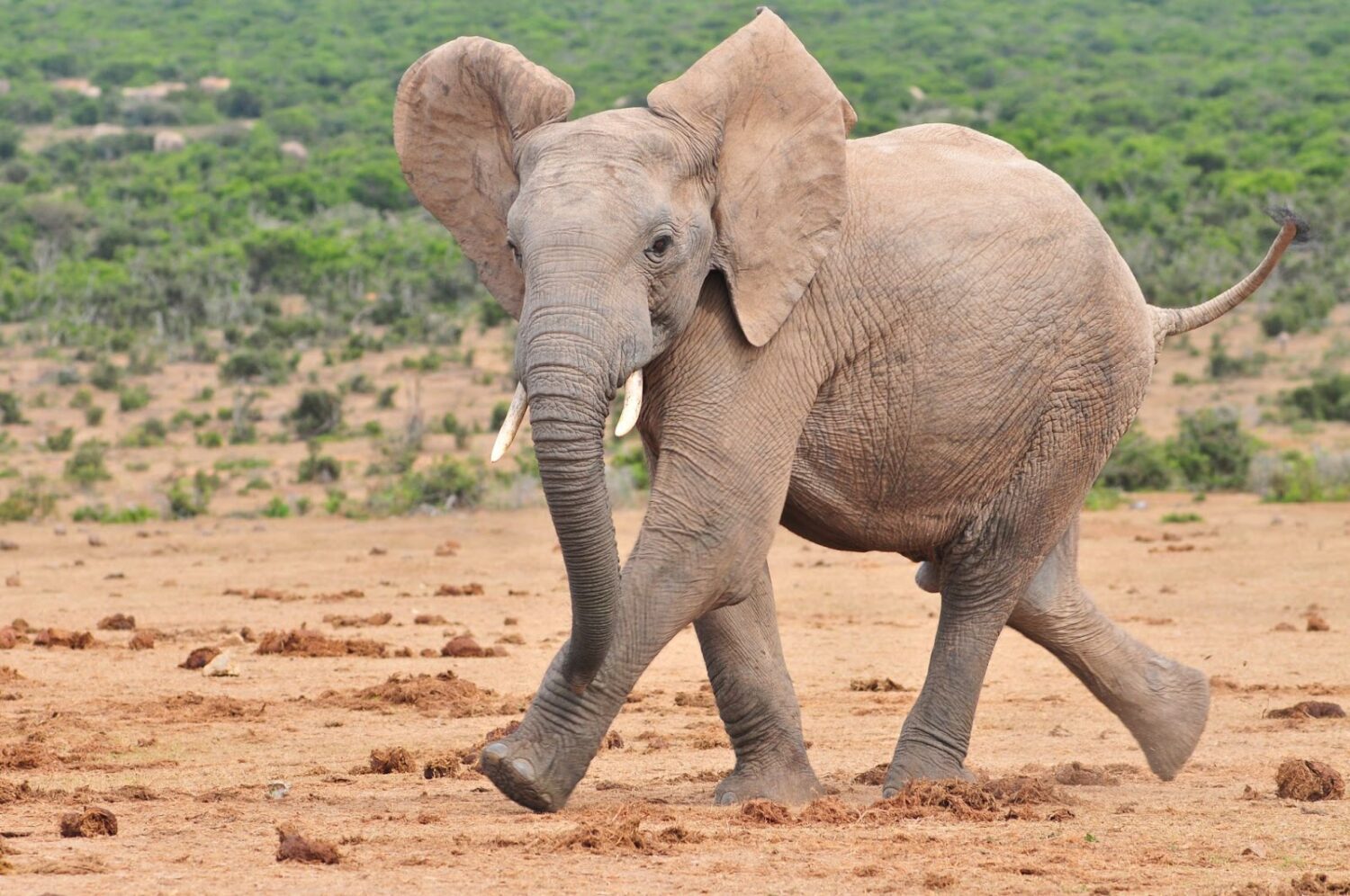 CDC With Kafka® Connect and Debezium PostgreSQL® | Instaclustr