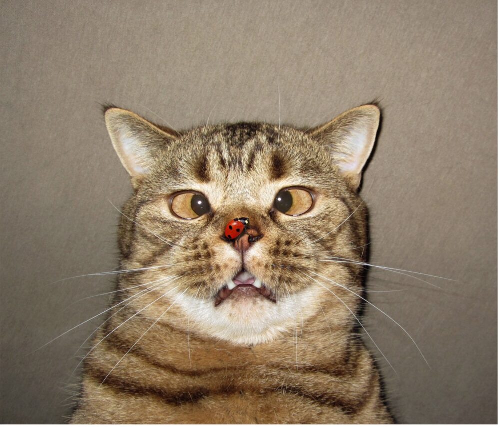 Machine Learning Over Streaming Apache Kafka® Data Part 1