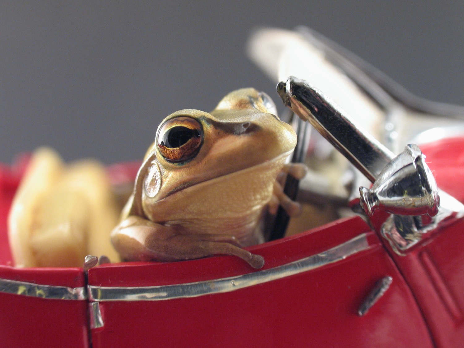 How to Use MongoDB Clients and FerretDB With Instaclustr PostgreSQL